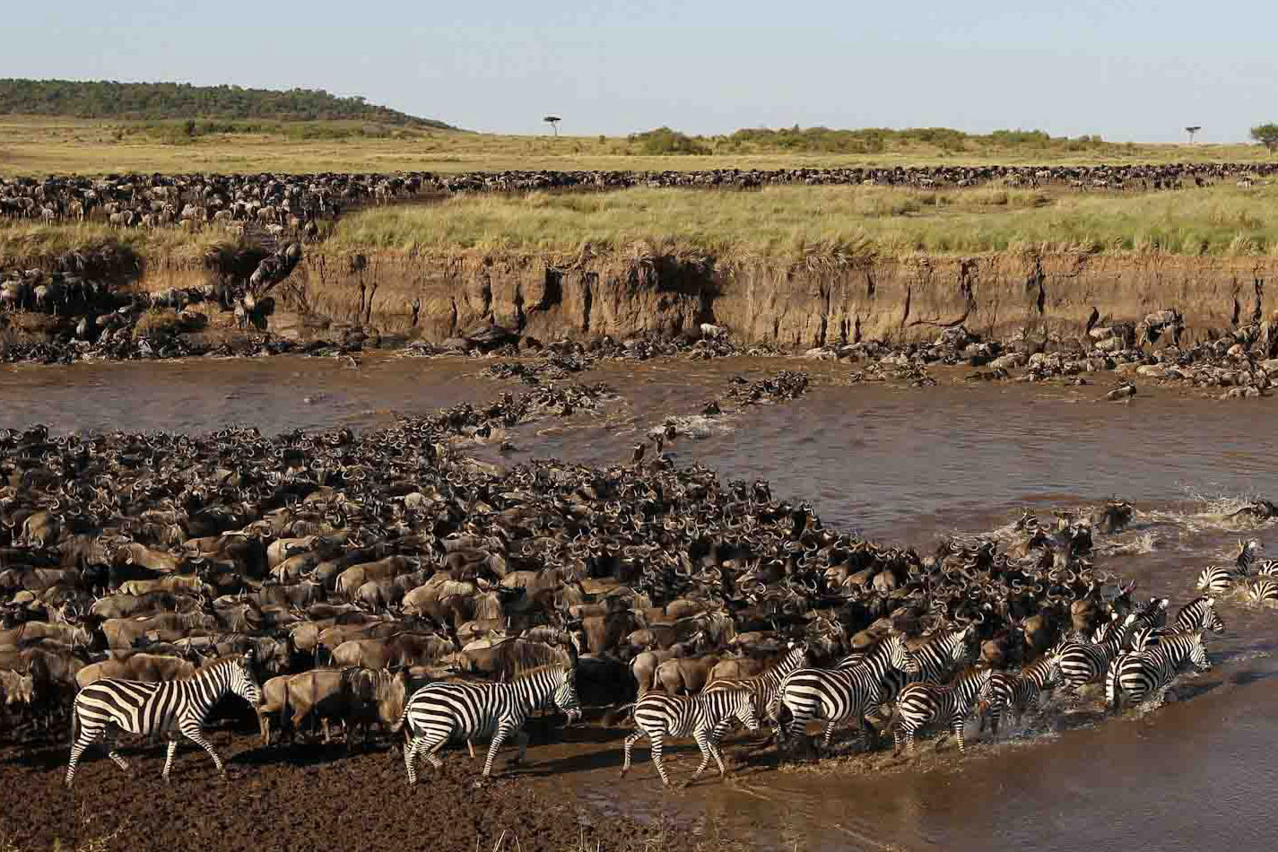 Wildebeest Migration Tracker 2023 - Wildebeest Migration Updates