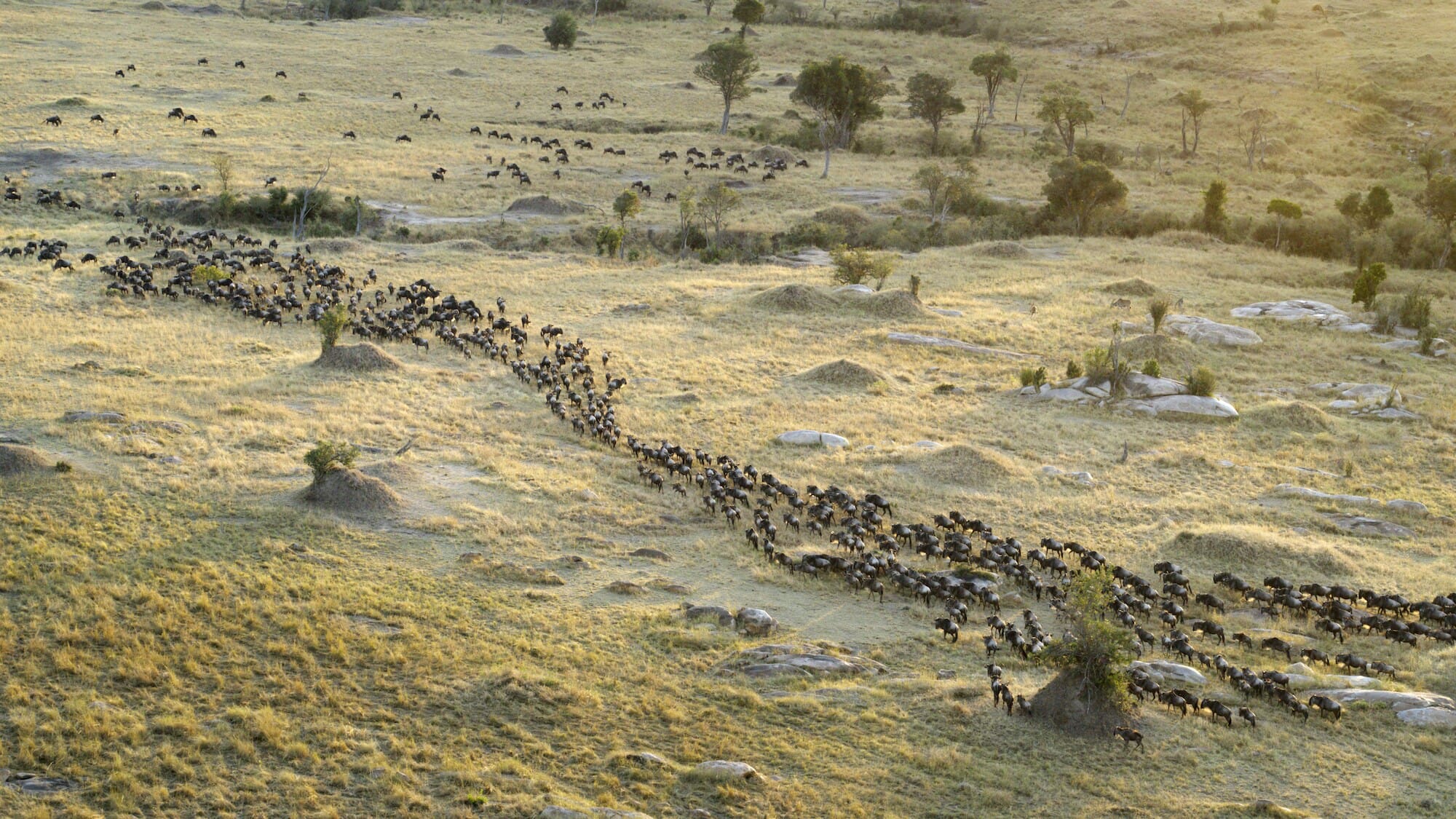 Great Wildebeest Migration in Masai Mara Guide 2024