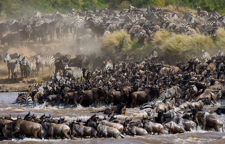 Why Zebras Migrate With Wildebeests - Best Safari Guides