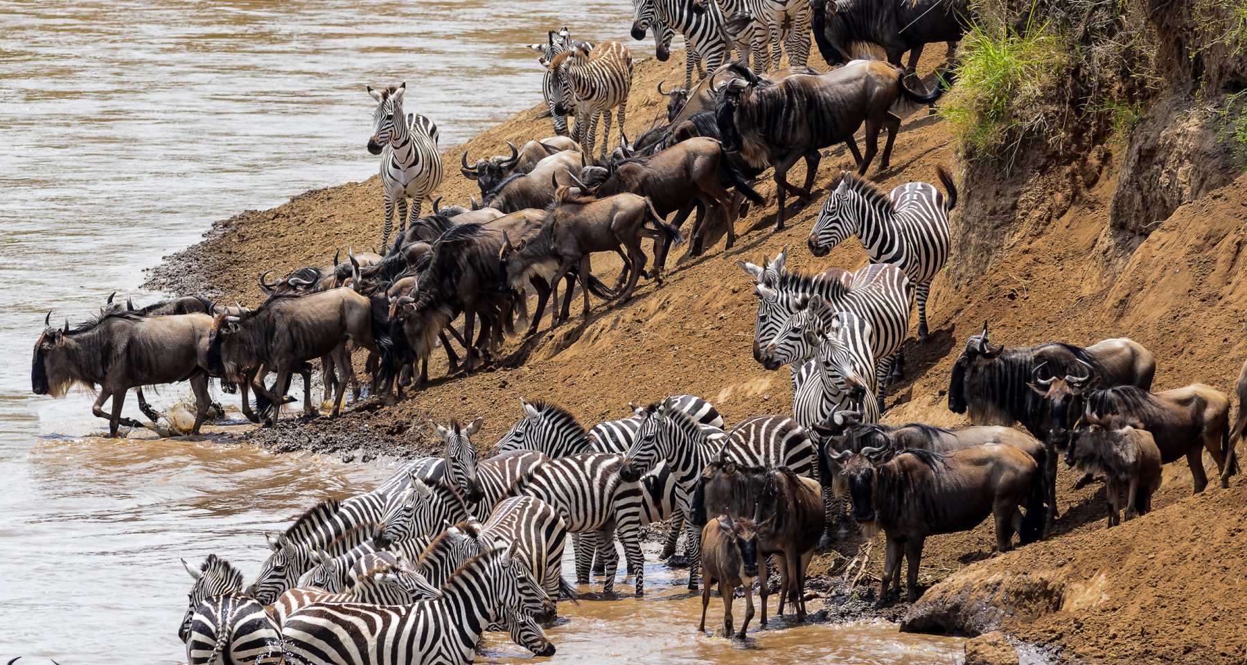 Why Zebras Migrate With Wildebeests - Best Safari Guides