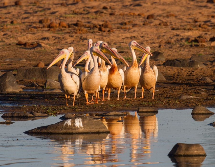 Ruaha National Park - Tanzania’s Untamed Wilderness - Wildebeest Sightings